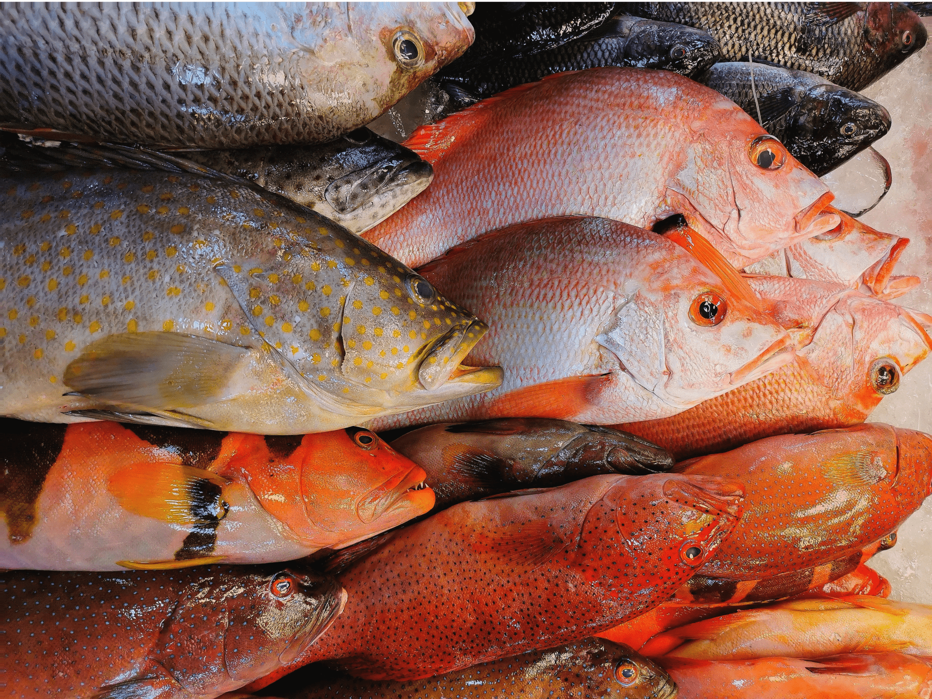 Menu - Fifi's Fresh Fish