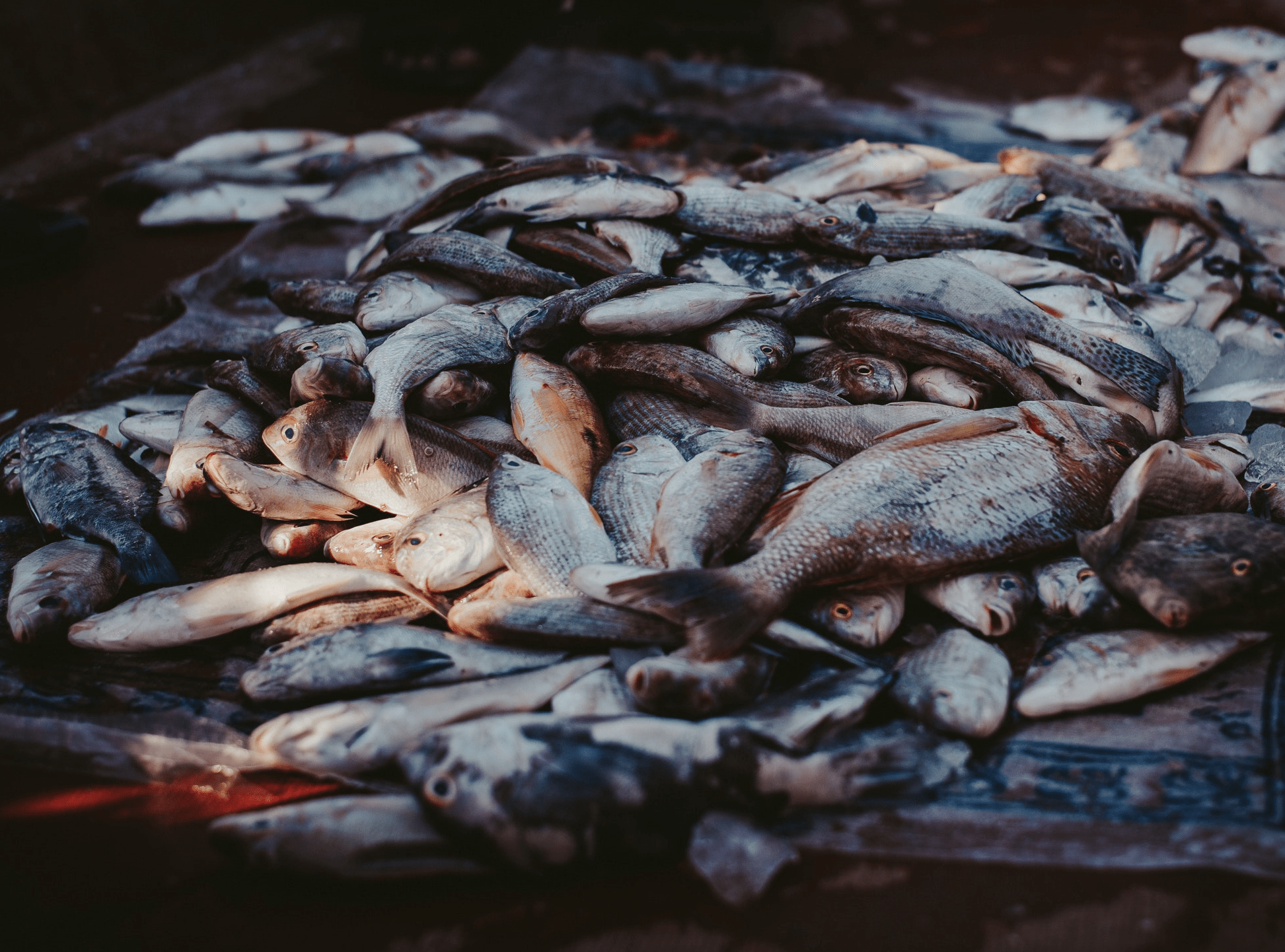 Home - Fifi's Fresh Fish Fifi's Fresh Fish